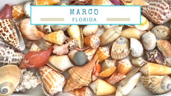 Marco Florida beachcombing tab | I Love Shelling