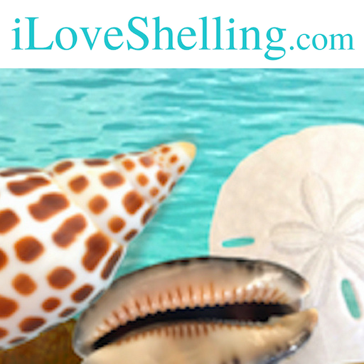 Coquina Shell Crafts